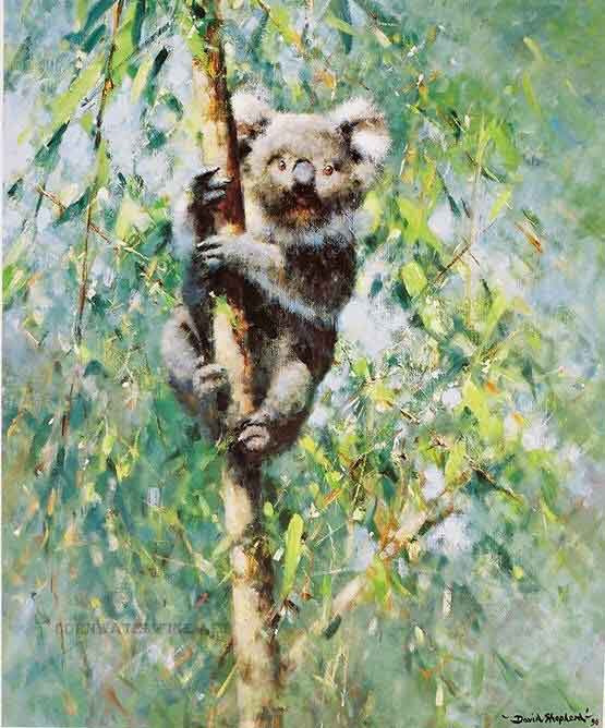 davidshepherd-signed-limited-edition-print-prints-worldwildlife